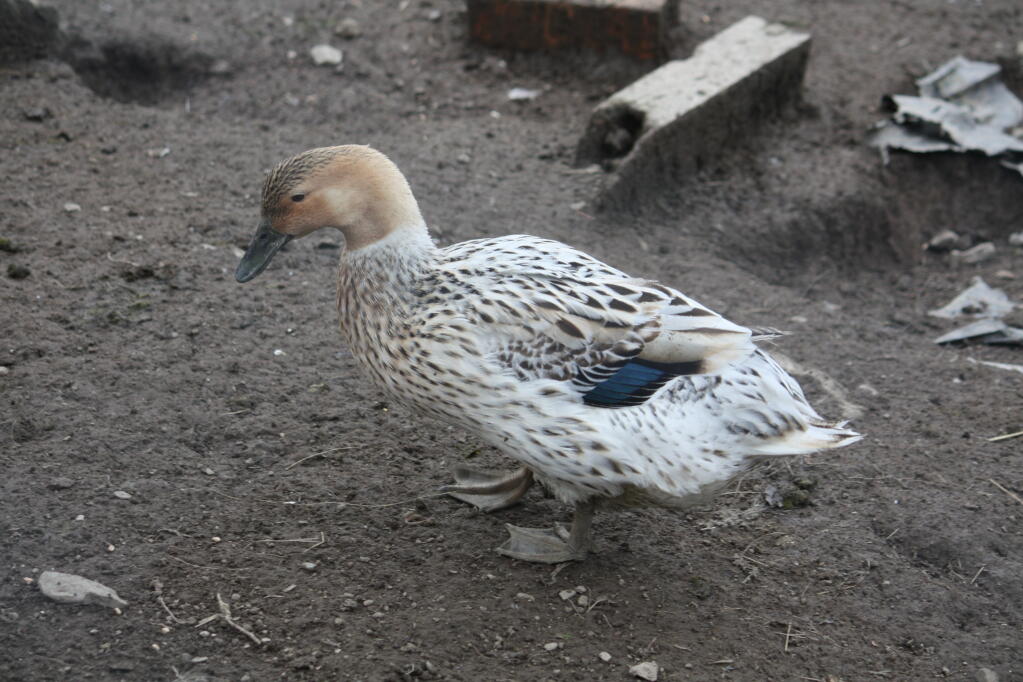 Abacot Ranger | Duck Breeds