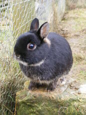 Olandese Nano | Olandese Nano For Sale | Rabbit Breeds