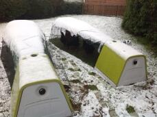 Pollaio Eglu Go | Omlet