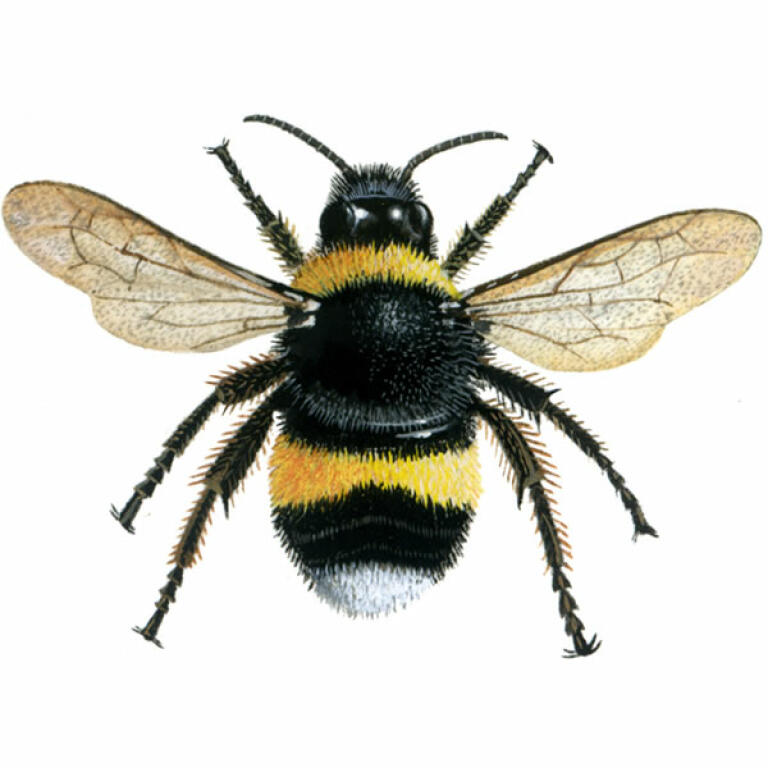 Bombo | Bombo For Sale | Bee Types