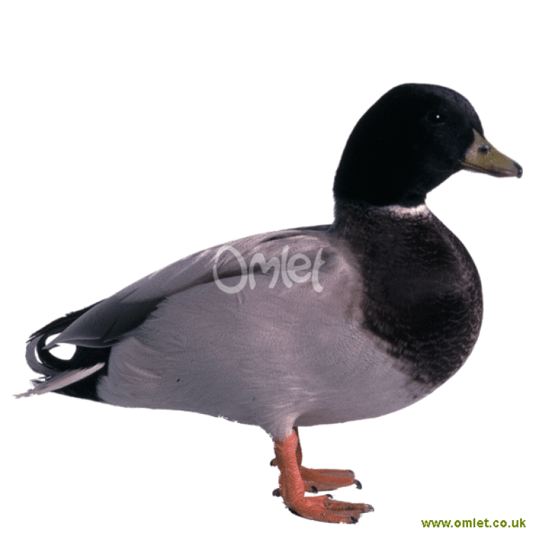 Anatra nana | Duck Breeds
