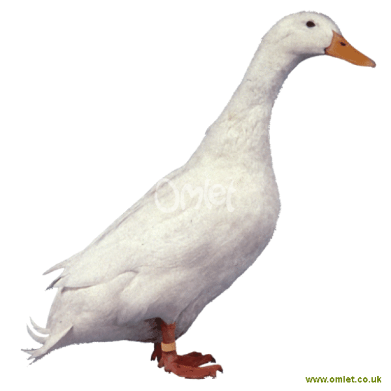 Campbell | Duck Breeds