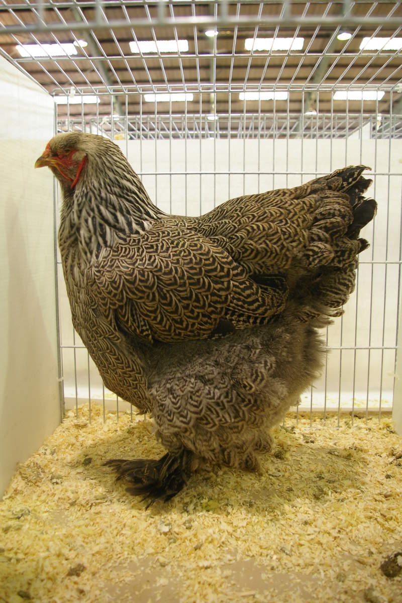 Brahma For Sale | Polli | Informazioni sugli allevamenti | Omlet
