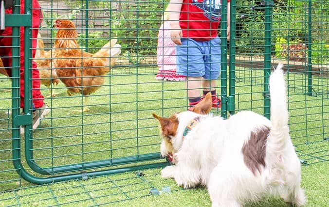 Recinto Walk-In per galline | Grande recinto da esterni per galline | Omlet